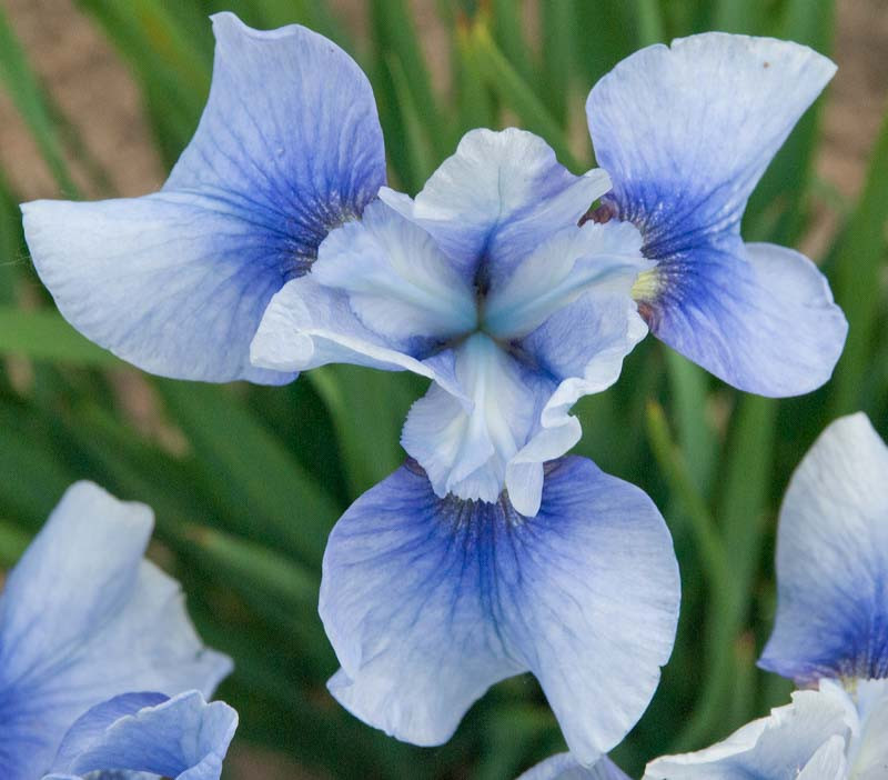 Iris sibirica 'Sky Mirror' (Siberian Iris)