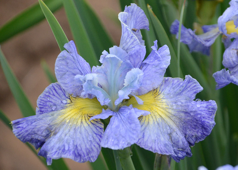 Iris sibirica 'Cape Cod Boys' (Siberian Iris)