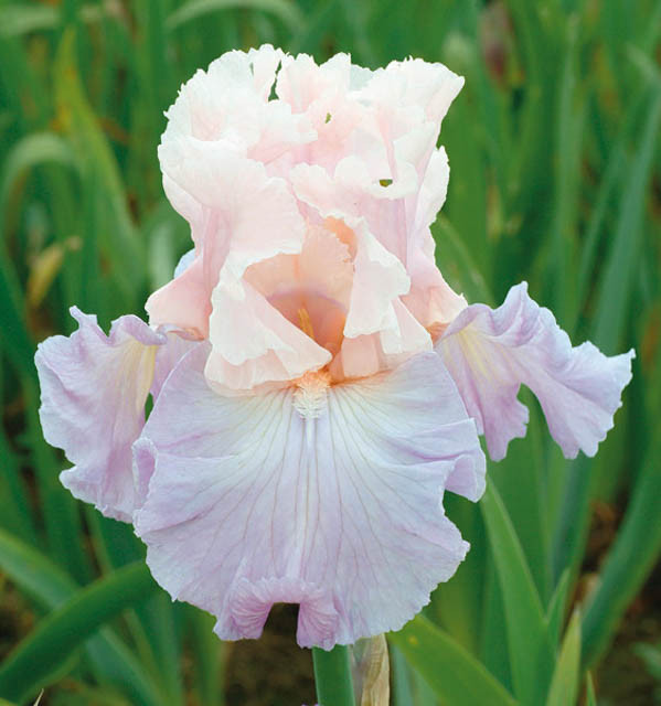 Iris 'Venita Faye' (Bearded Iris)