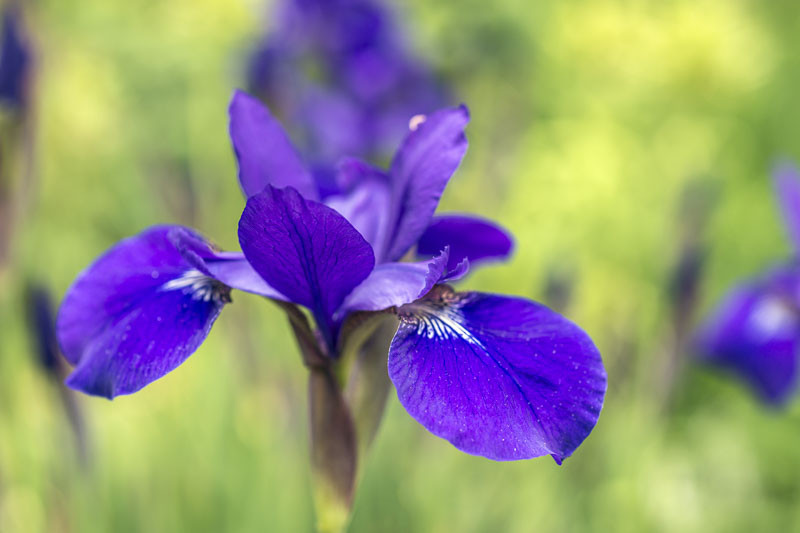 Blue Flag Iris