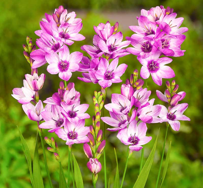 Ixia 'Panorama' (Corn Lily)
