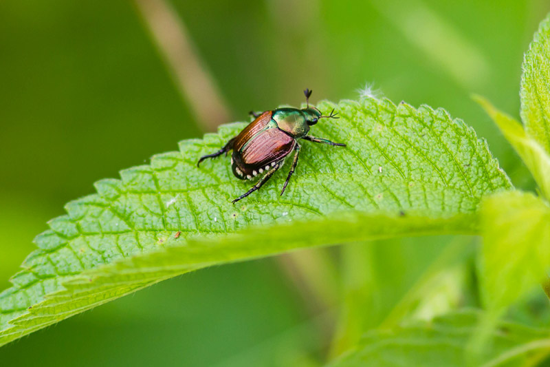 Japanese Beetles - Prevention and Control