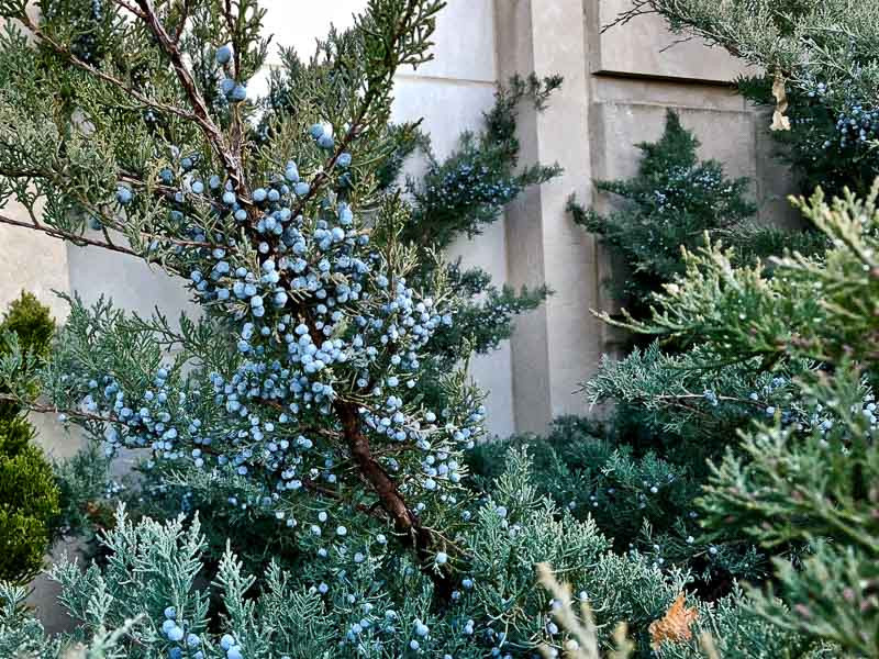 Juniperus virginiana 'Grey Owl' (Eastern Red Cedar)