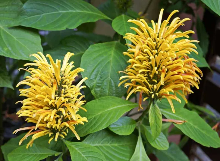 Justicia aurea (Yellow Jacobinia)