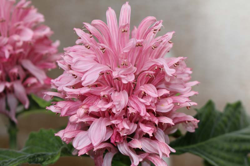 Justicia carnea (Brazilian Plume)