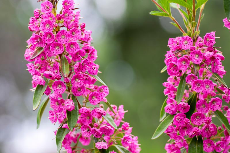 Kalmia Angustifolia Rubra