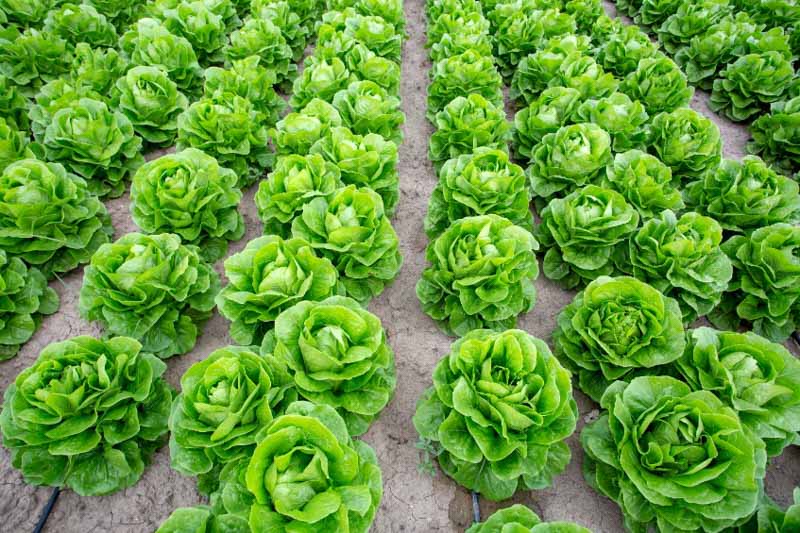 Lactuca sativa (Lettuce)