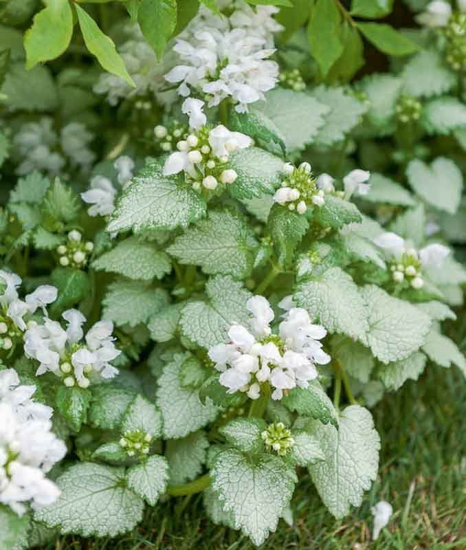 Lamium White Nancy