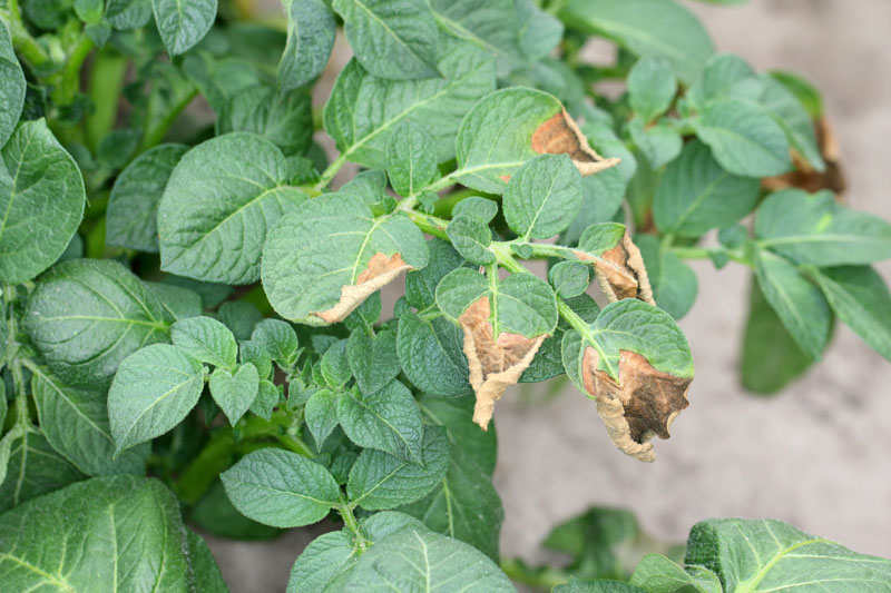 Late Blight: Identify, Prevent and Treat it