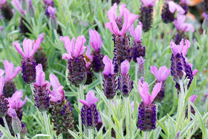 Lavandula Stoechas Anouk Spanish Lavender