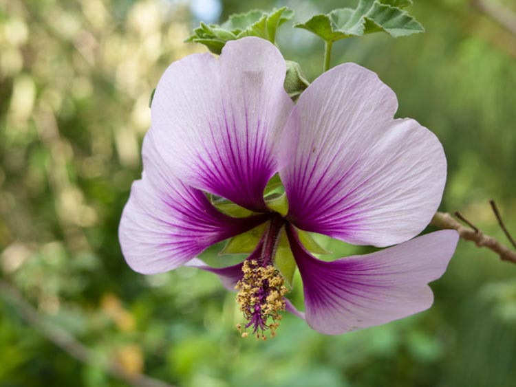 Lavatera maritima (Tree Mallow)
