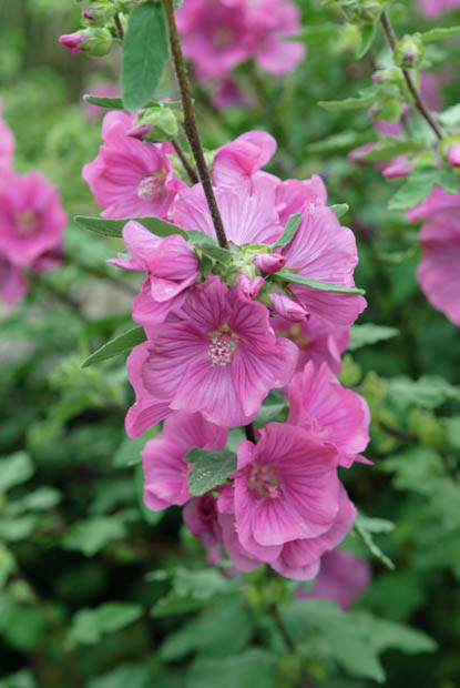 Lavatera x clementii 'Rosea' (Tree Mallow)