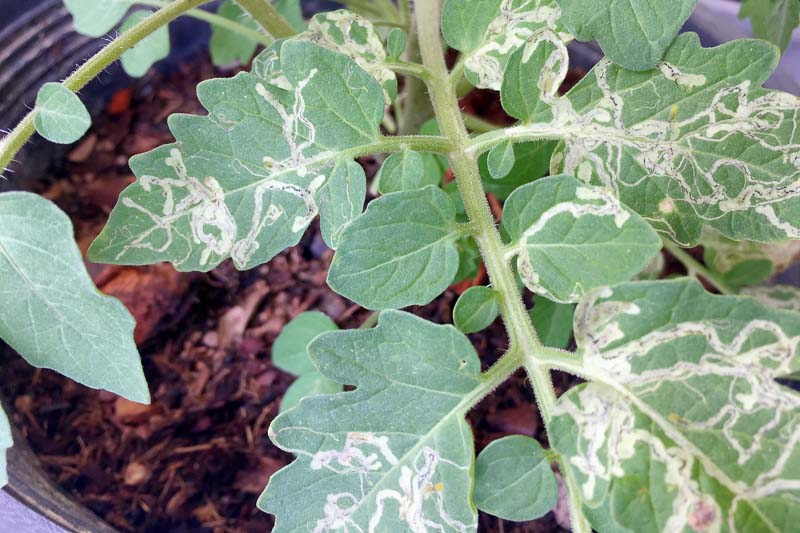 Leaf Miners - Prevention and Control