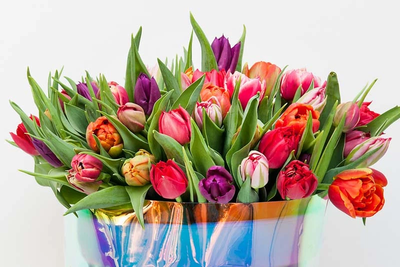 Tulips: How to Grow and Care for Tulip Flowers Like a Pro