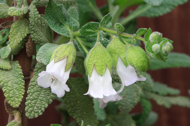 Lepechinia calycina (White Pitcher Sage)