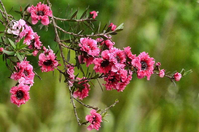 Leptospermum scoparium 'Red Damask' (Tea Tree)