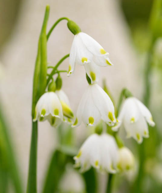 Leucojum vernum (Spring Snowflake)