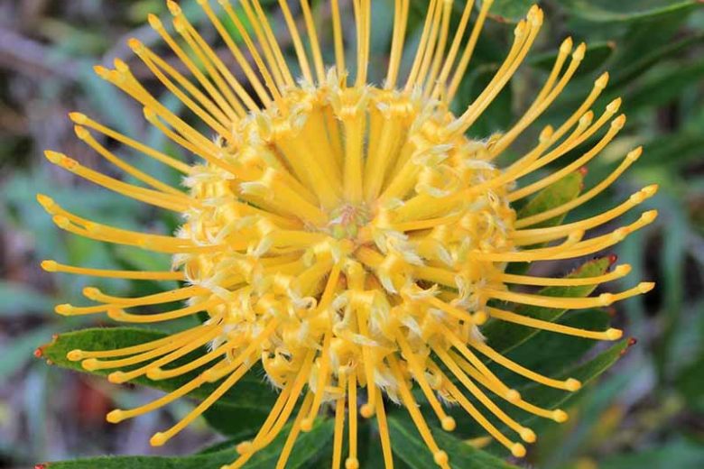 Leucospermum cordifolium 'Yellow Bird' (Nodding Pincushion)