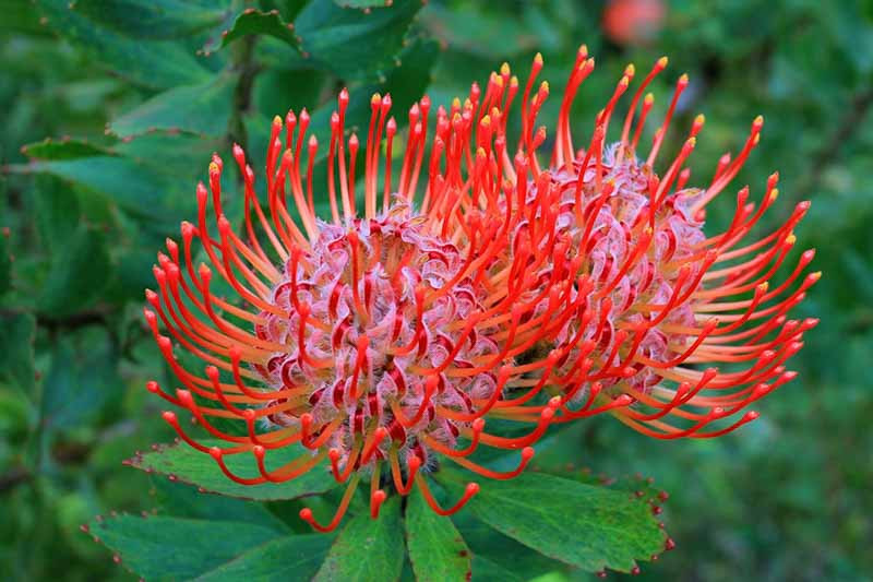 Orange Pincushion Flower