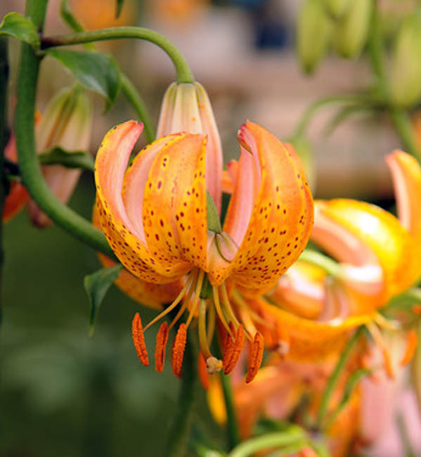 Lilium 'Terrace City' (Martagon Lily)