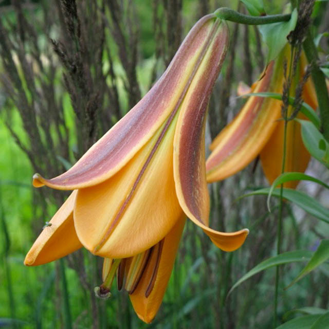 Lilium 'African Queen' (Trumpet Lily)