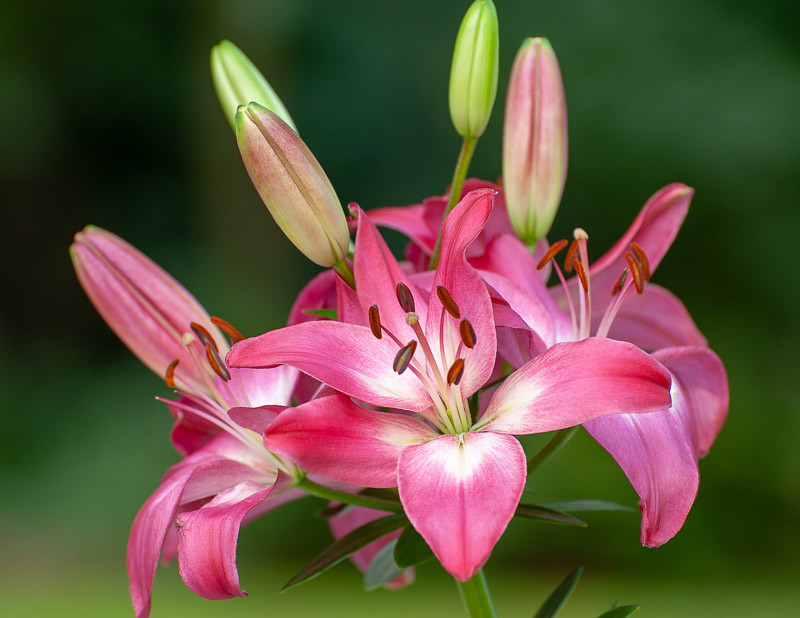Lilium 'Arbatax' (Longiflorum-Asiatic Lily)