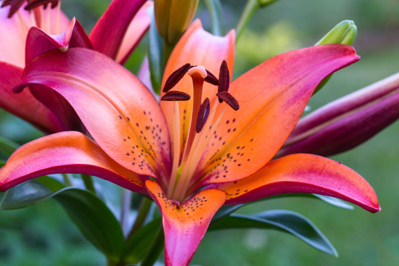 Royal Sunset Asiatic Lilies