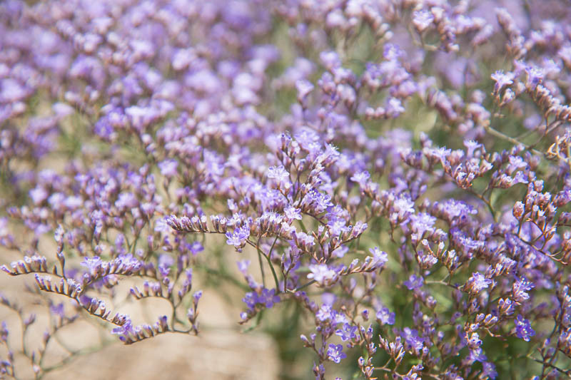 Limonium platyphyllum (Sea Lavender)