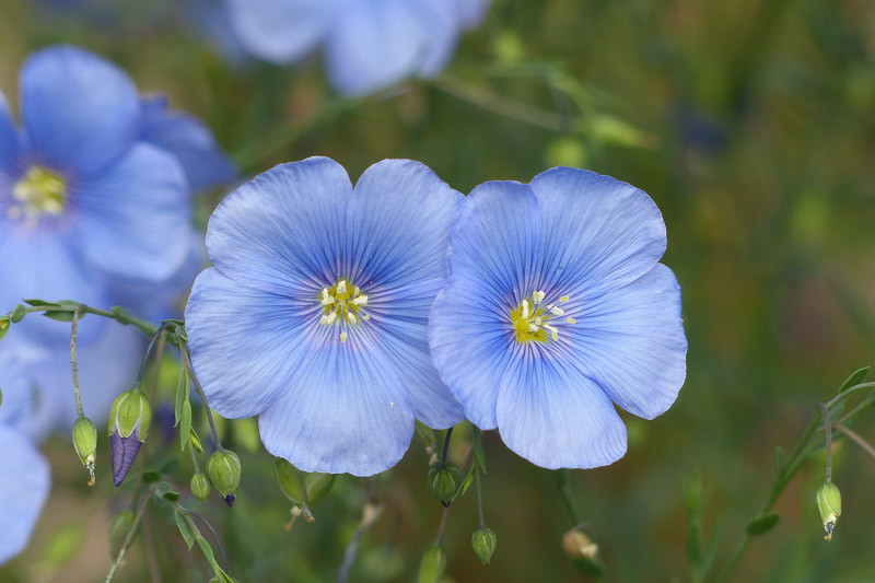 Linum usitatissimum (Common Flax)