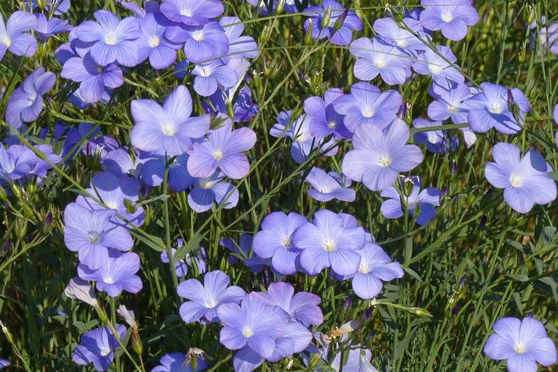 Linum narbonense (Blue Flax)