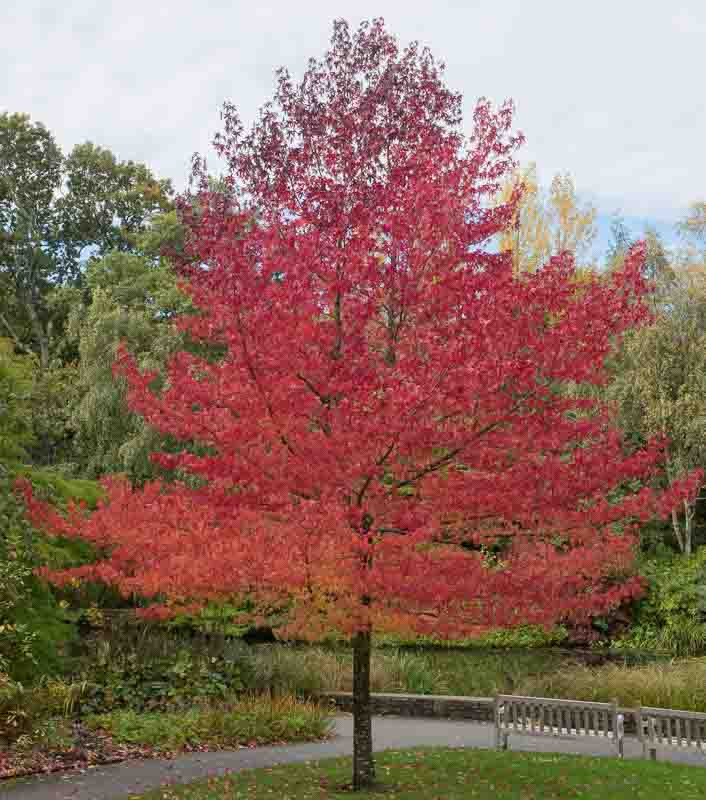Liquidambar styraciflua 'Worplesdon' (Sweet Gum)