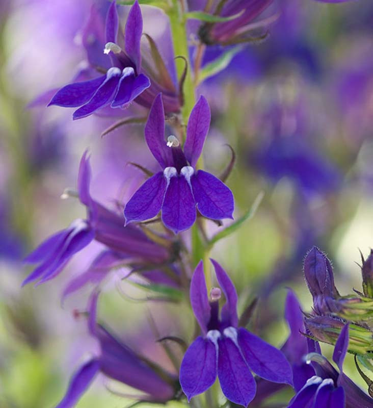 Lobelia x speciosa 'Vedrariensis' (Cardinal Flower)