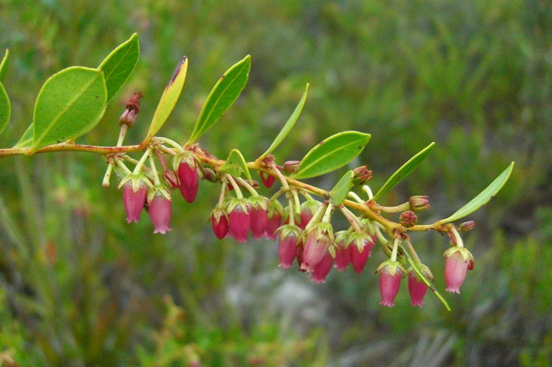 Lyonia lucida (Fetter Bush)