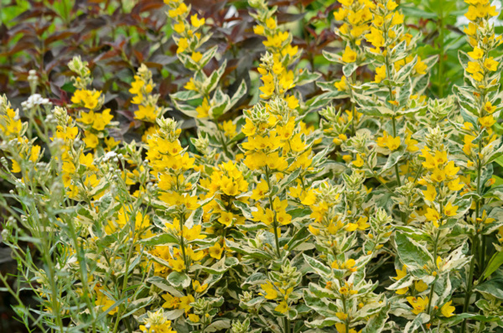 Lysimachia punctata 'Alexander' (Yellow Loosestrife)