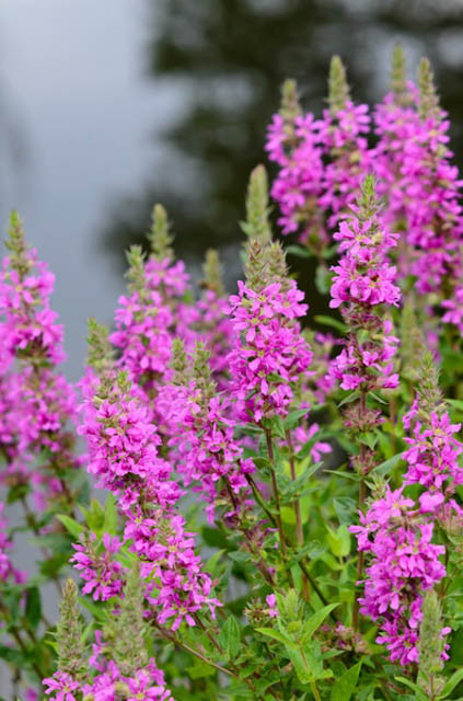 Lythrum salicaria (Purple Loosestrife)