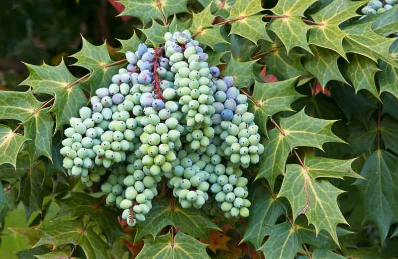 Mahonia bealei (Leatherleaf Mahonia)