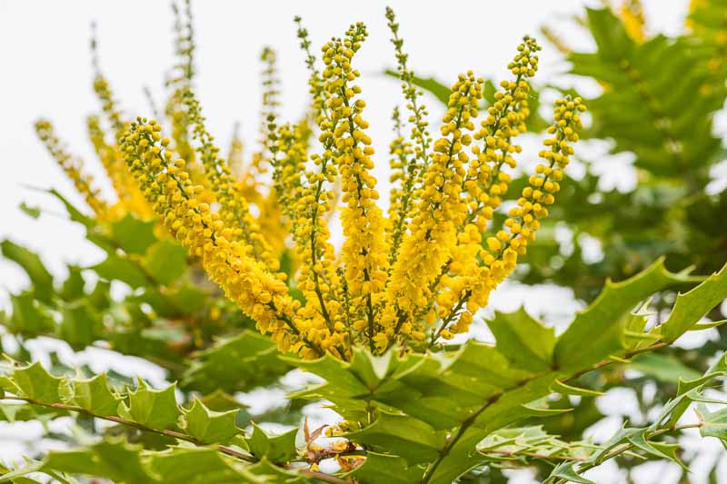 Mahonia japonica (Japanese Mahonia)