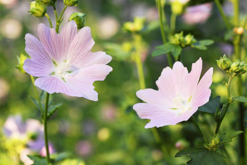 Malva moschata (Musk Mallow)