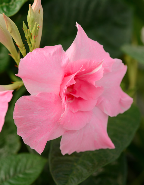 Mandevilla Summer Romance™ Double Pink