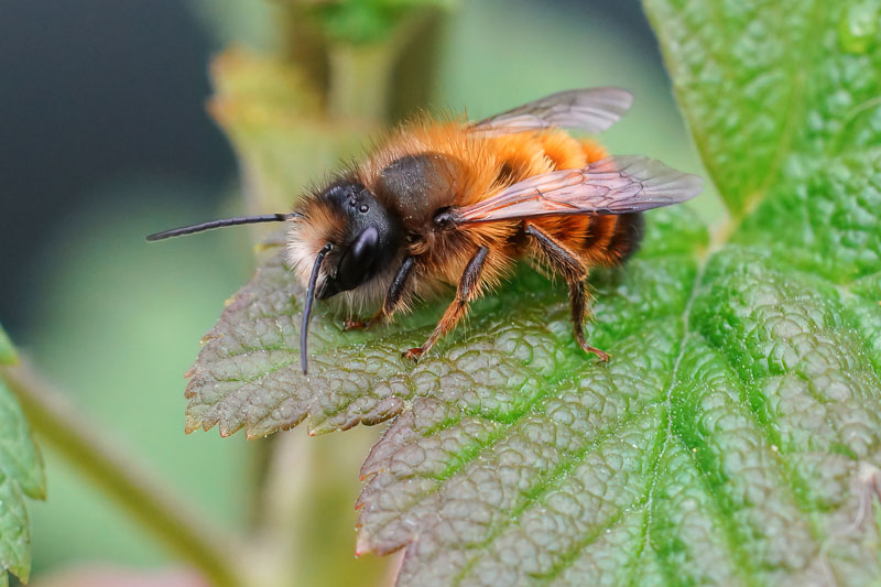 Mason Bee: Efficient Pollinator and Garden Helper