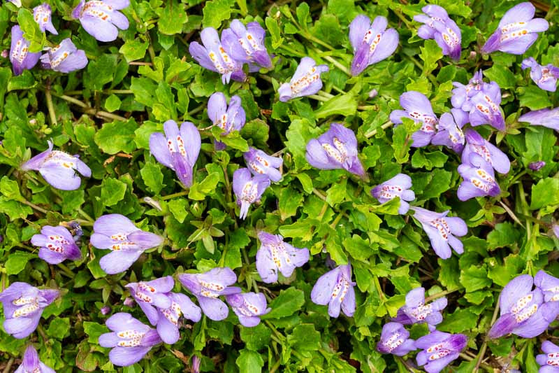 Mazus reptans (Creeping Mazus)
