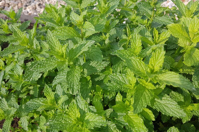 Mentha Spicata Leaf