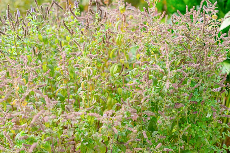 Apple Mint (Mentha suaveolens)