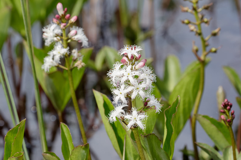 Menyanthes trifoliata (Bog Bean)