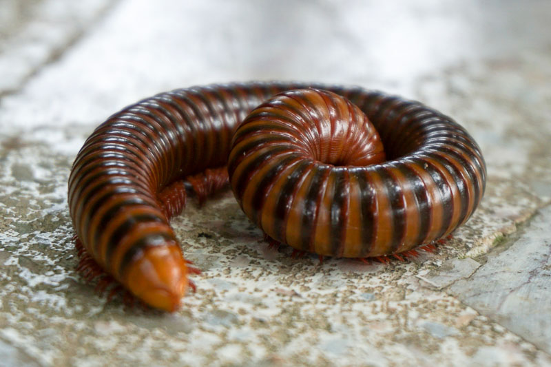 Millipede: Fascinating and Beneficial Soil Dwellers