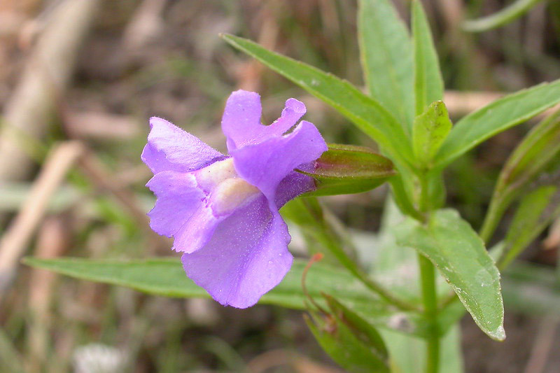 Mimulus ringens (Allegheny Monkey Flower)