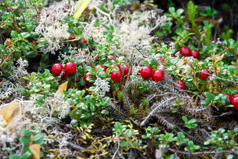 Mitchella repens (Partridge Berry)