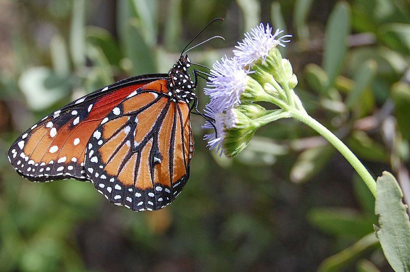 Monarch Nectar Plants for Arizona