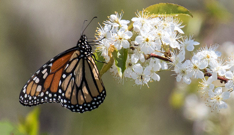 Clethra Butterflies