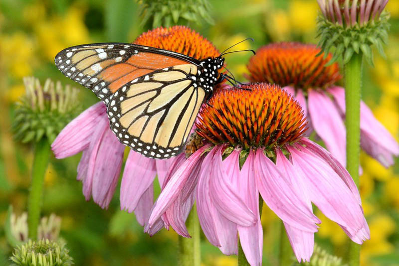 Monarch Nectar Plants for Nebraska